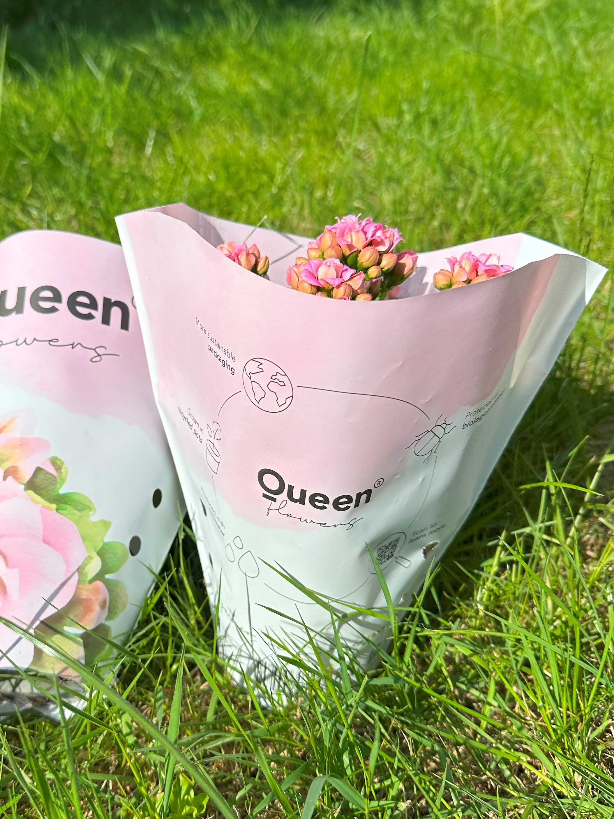 Welcome to Queen® Flowers | A unique flower experience