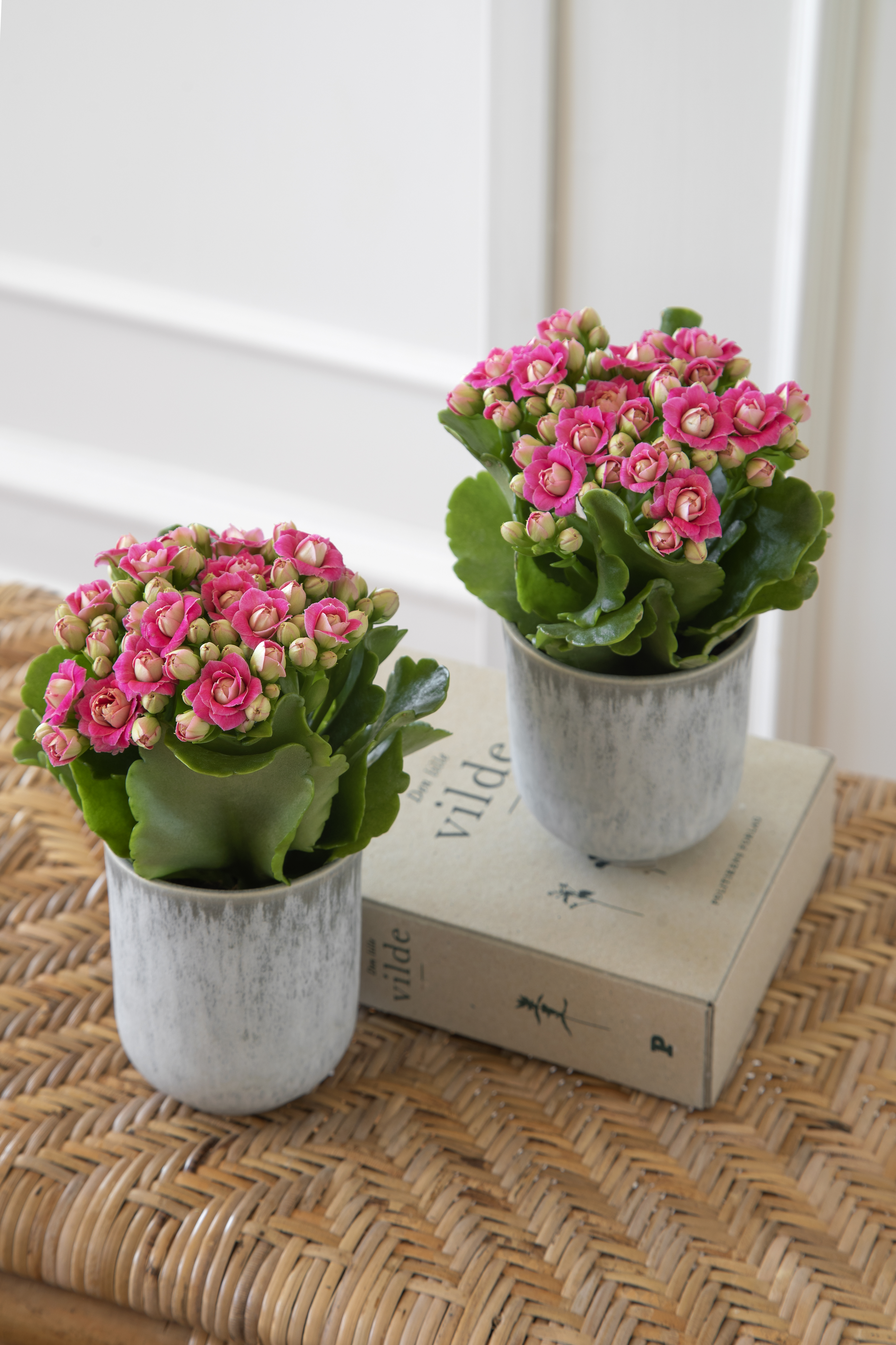Welcome to Queen® Flowers | A unique flower experience